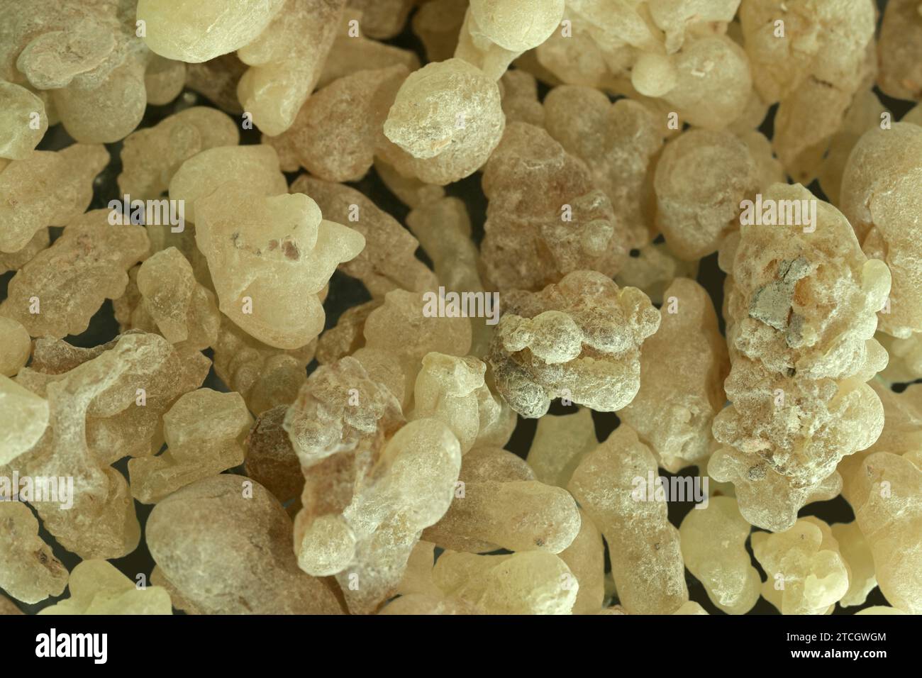 Frankincense resin nodules. Frankincense is a hardened gum-like ...