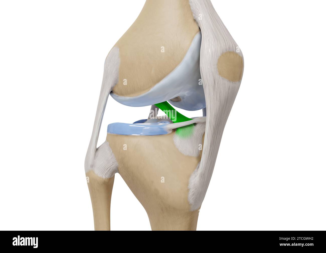 Illustration of the anatomy of the anterior cruciate ligament of a ...