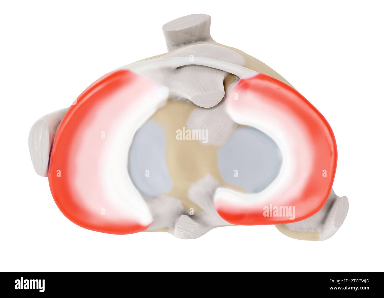 Illustration showing the blood supply to the different areas of a ...