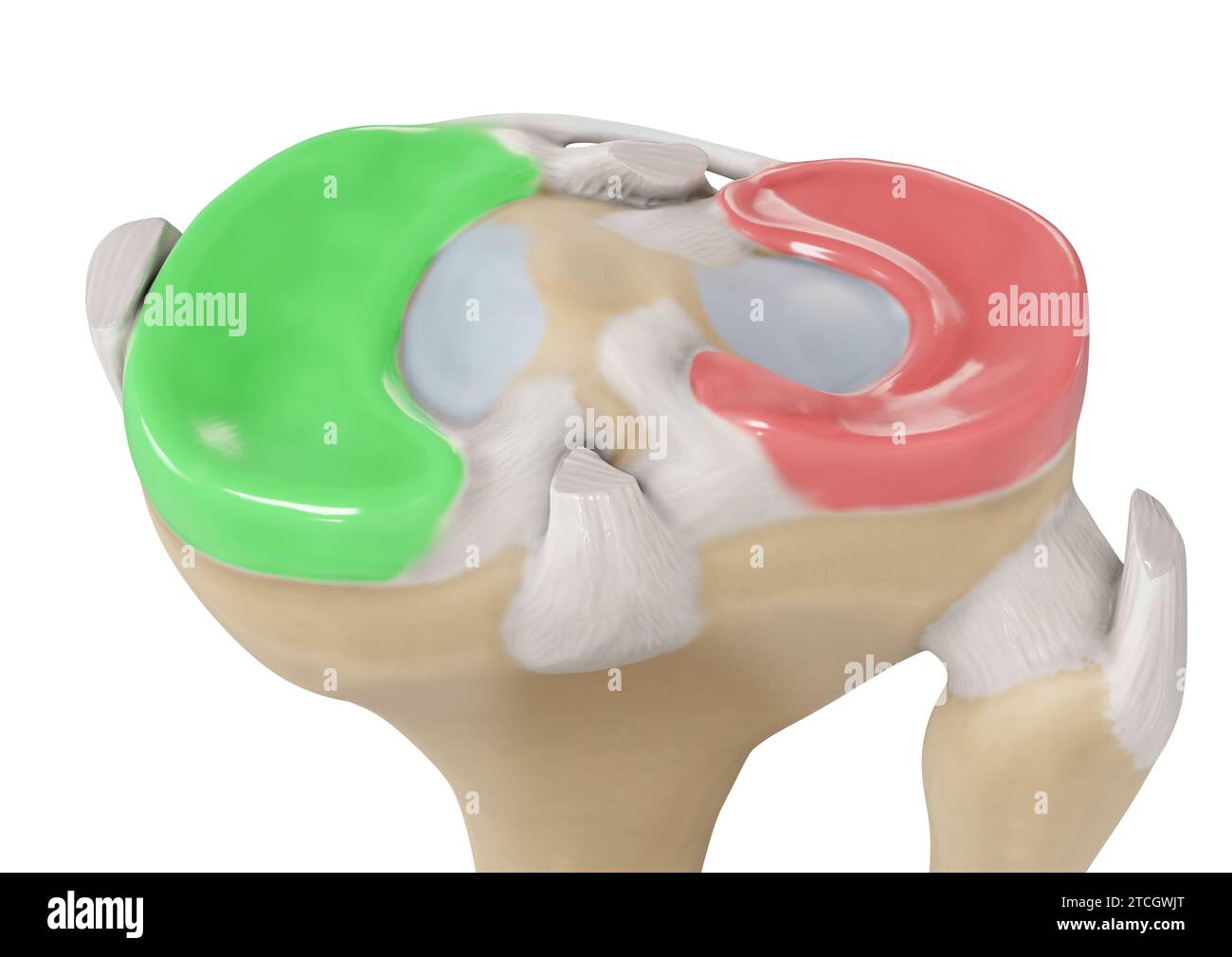 Illustration of the anatomy of the menisci in a view from behind. In ...