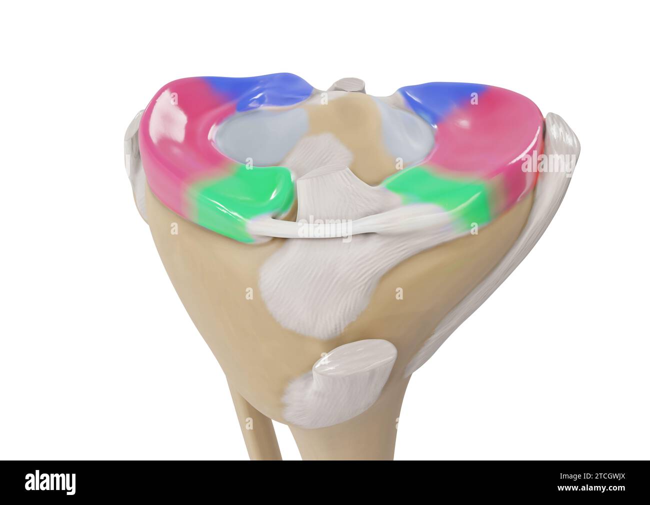 Illustration showing the individual regions of the menisci in a front ...