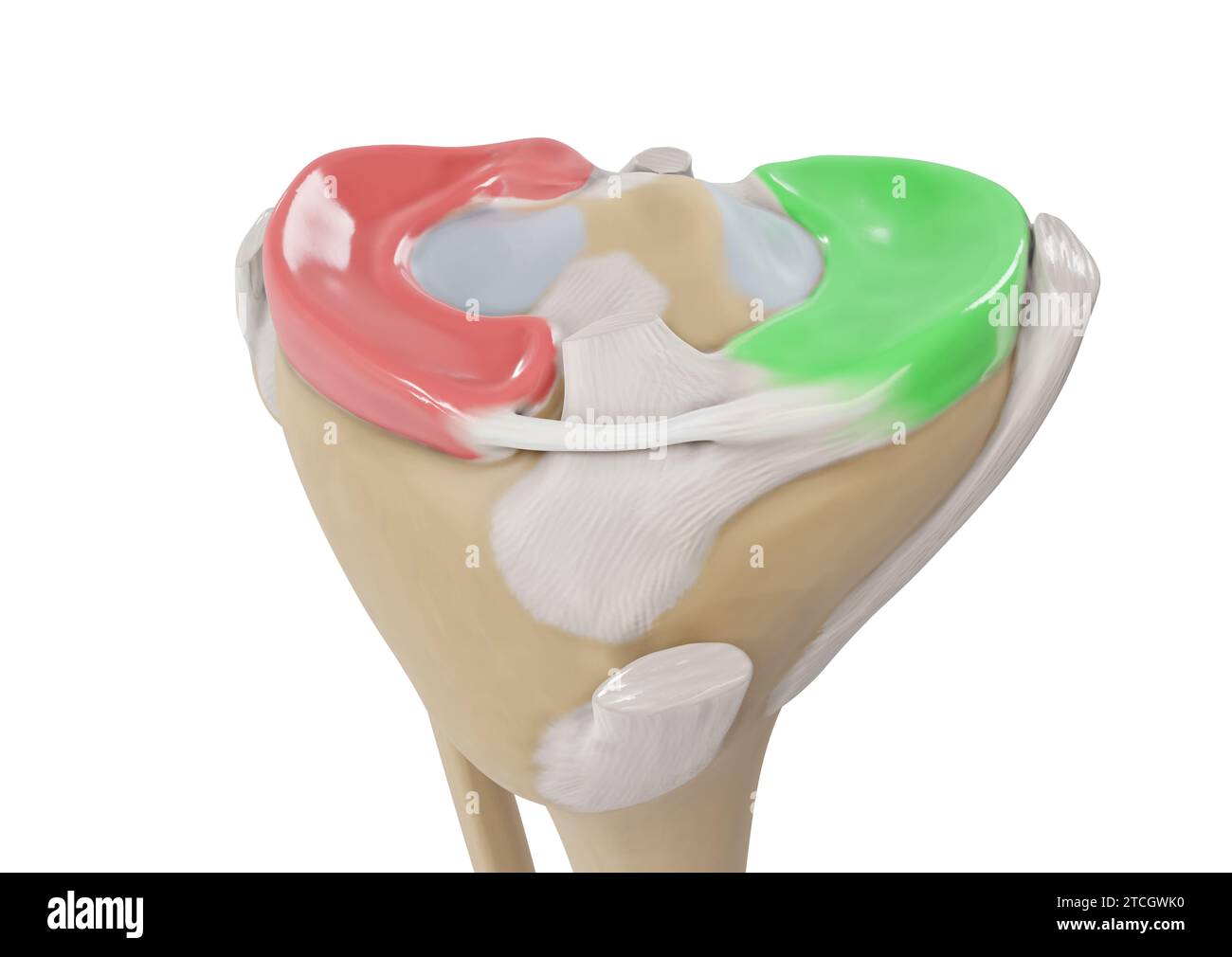Illustration of the anatomy of the menisci in a front view. In the ...