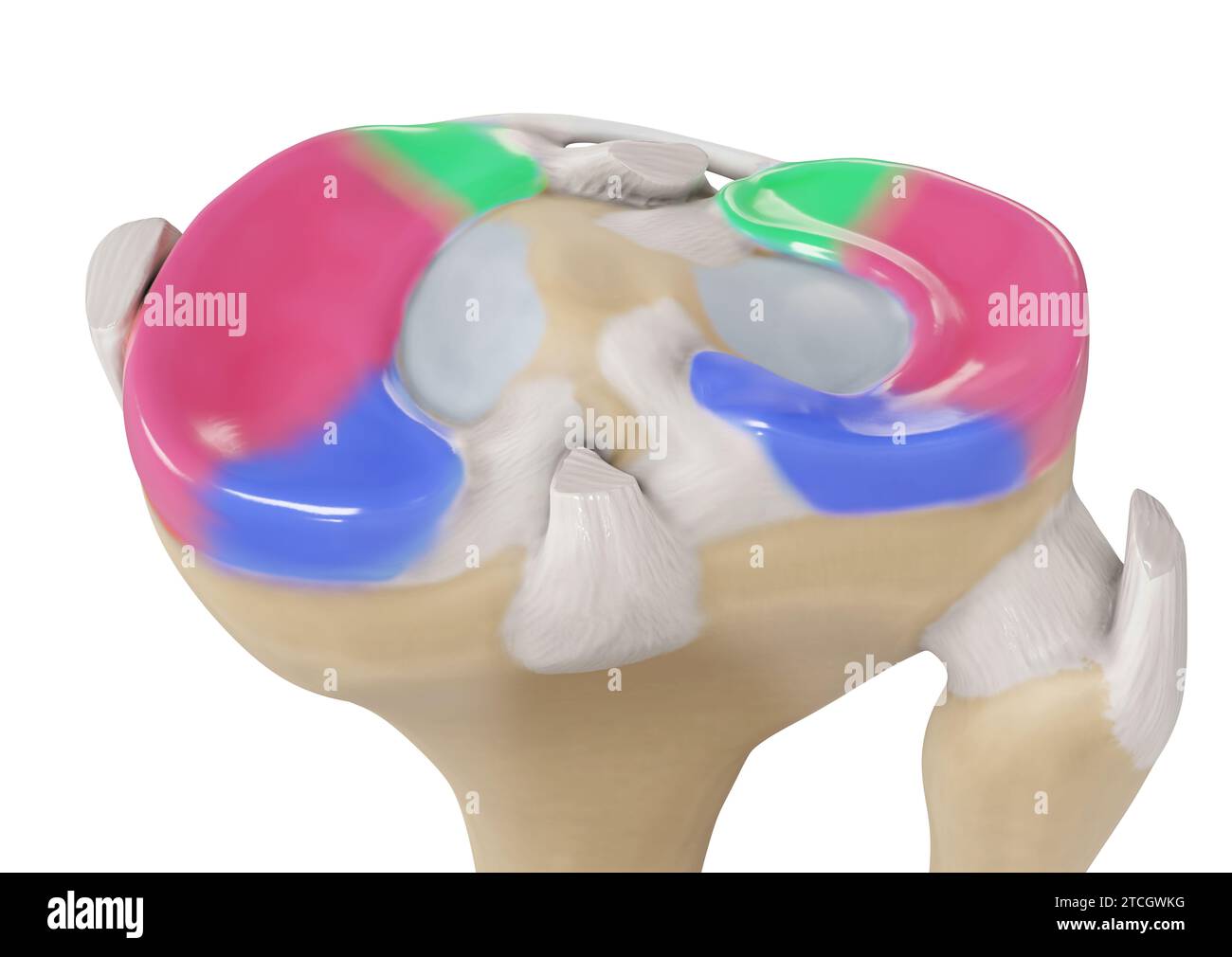 Illustration showing the individual regions of the menisci in a view ...