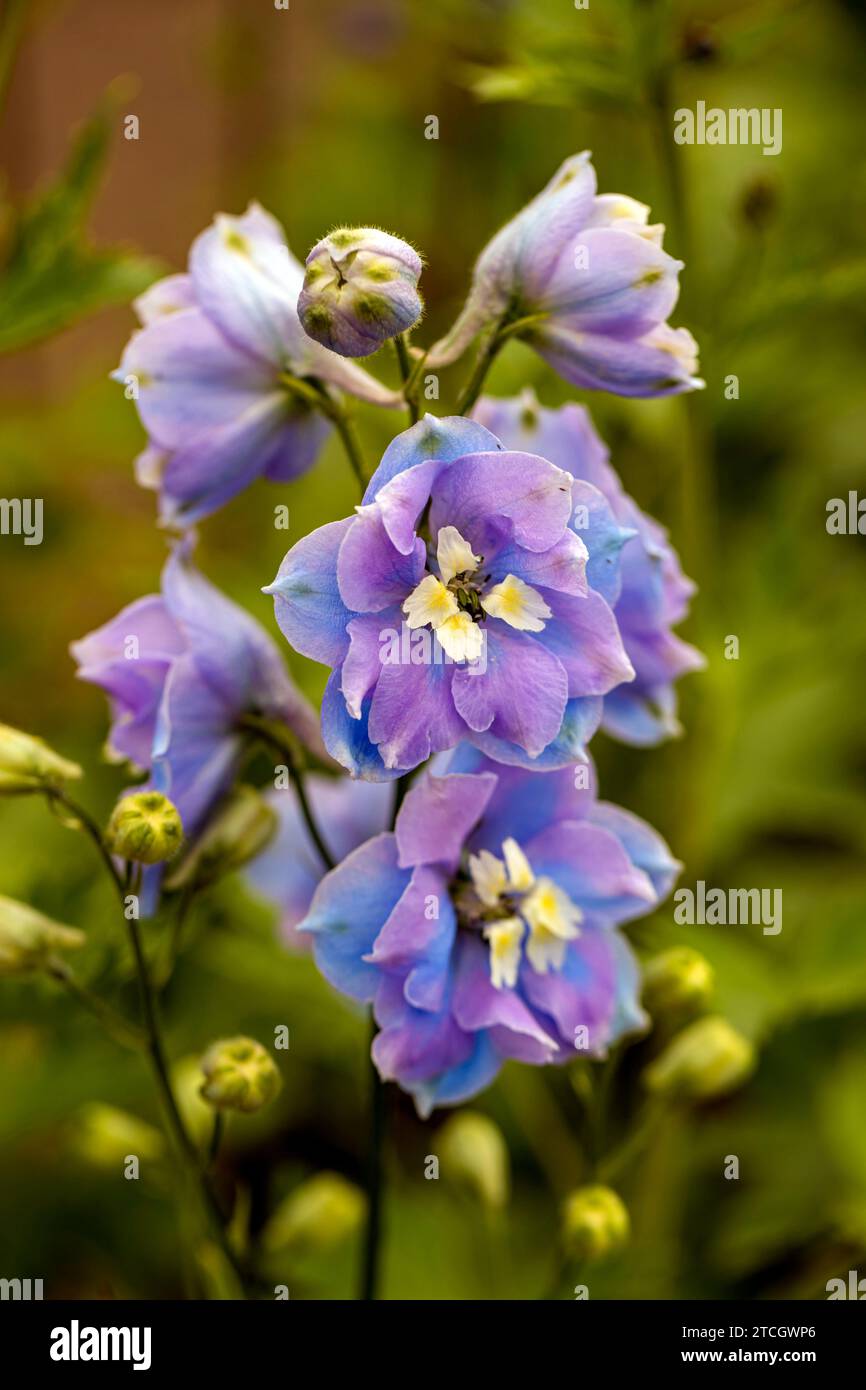 Delphinium 'Magic Fountains Mid Blue White Bee' flowers Stock Photo - Alamy