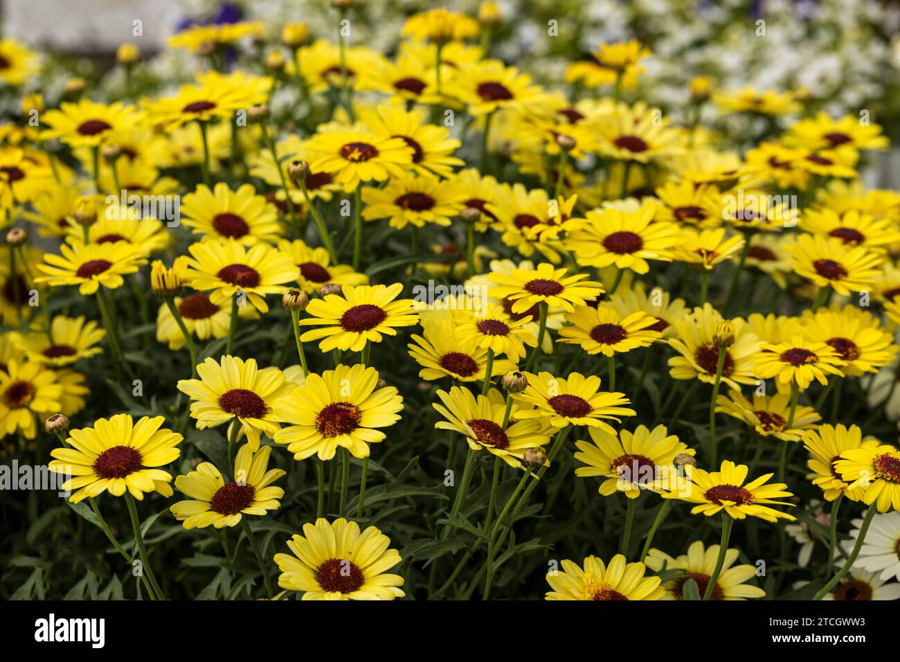 Argyranthemum 'Grandaisy Bright Yellow' flowers Stock Photo - Alamy
