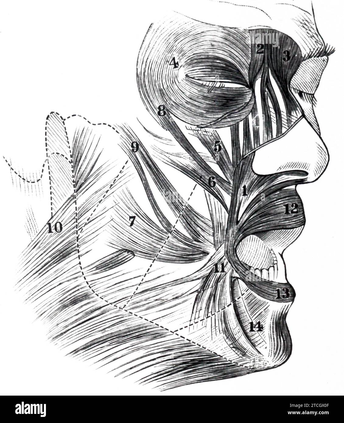 Muscles of the face Stock Photo - Alamy