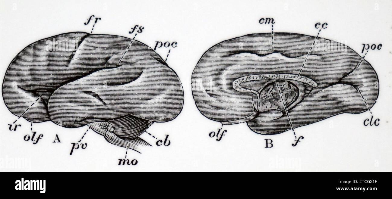 Brain of human embryo, illustration Stock Photo - Alamy