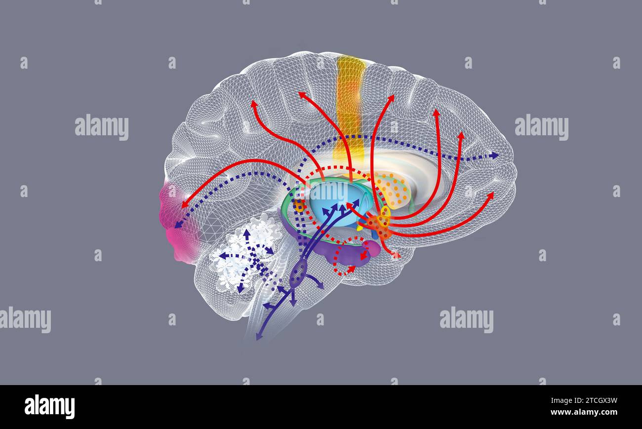 Brain activity during rapid eye movement (REM) sleep, illustration ...