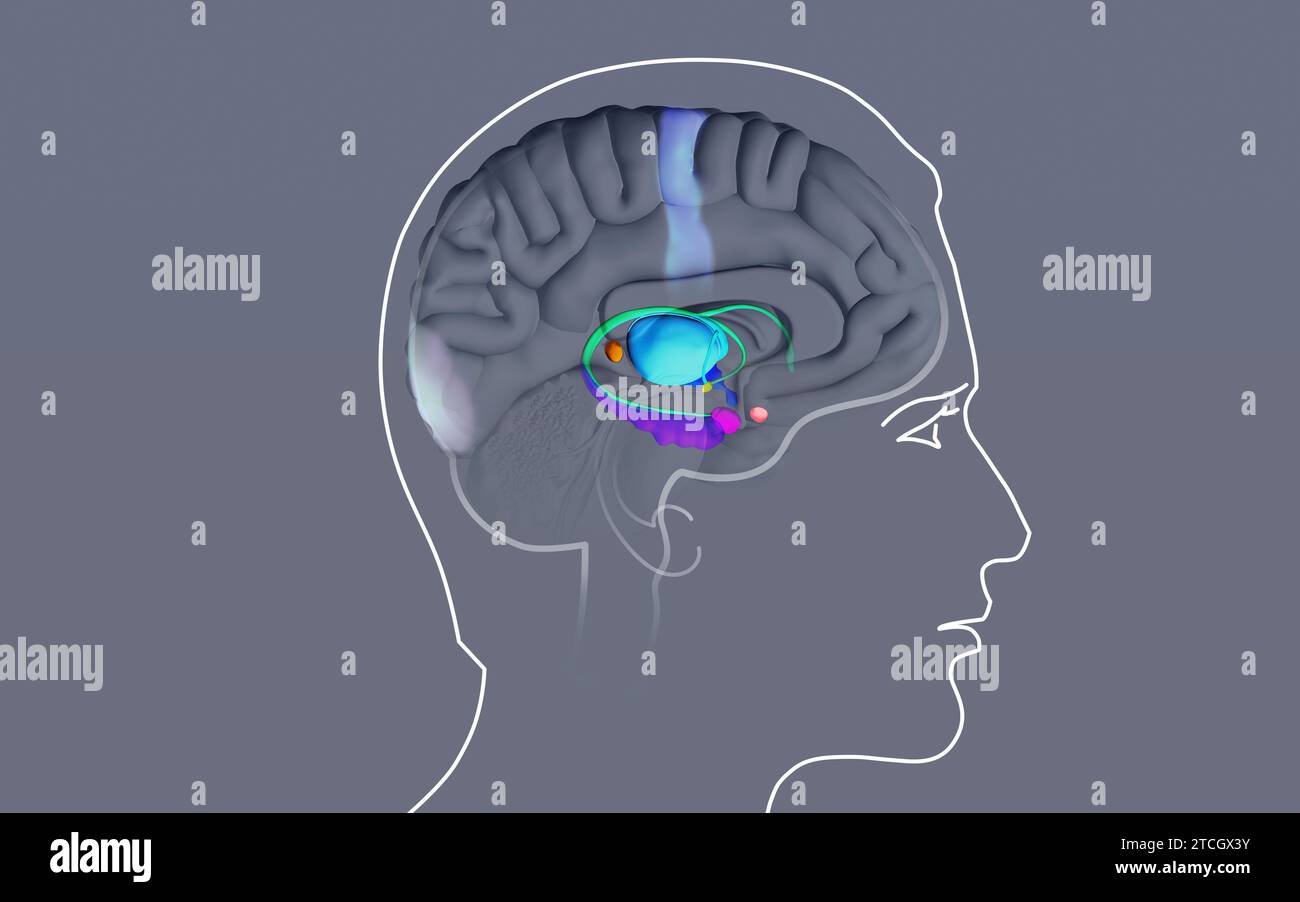 Brain activity during dreaming, illustration. The cortex is responsible ...