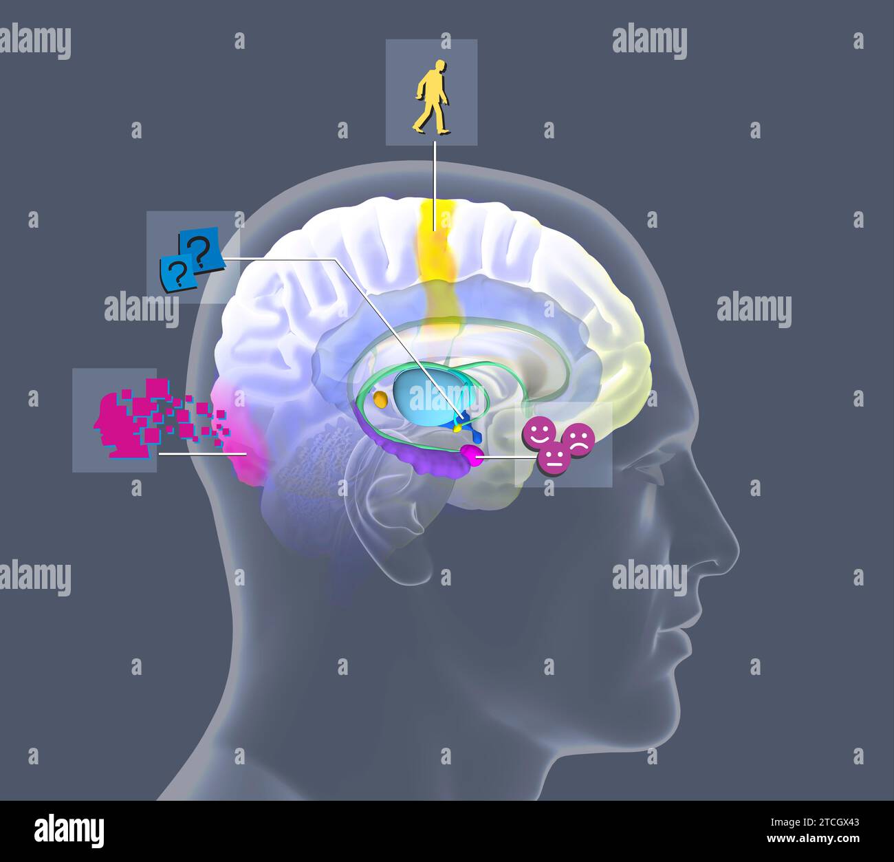 Brain activity during dreaming, illustration. The cortex is responsible ...