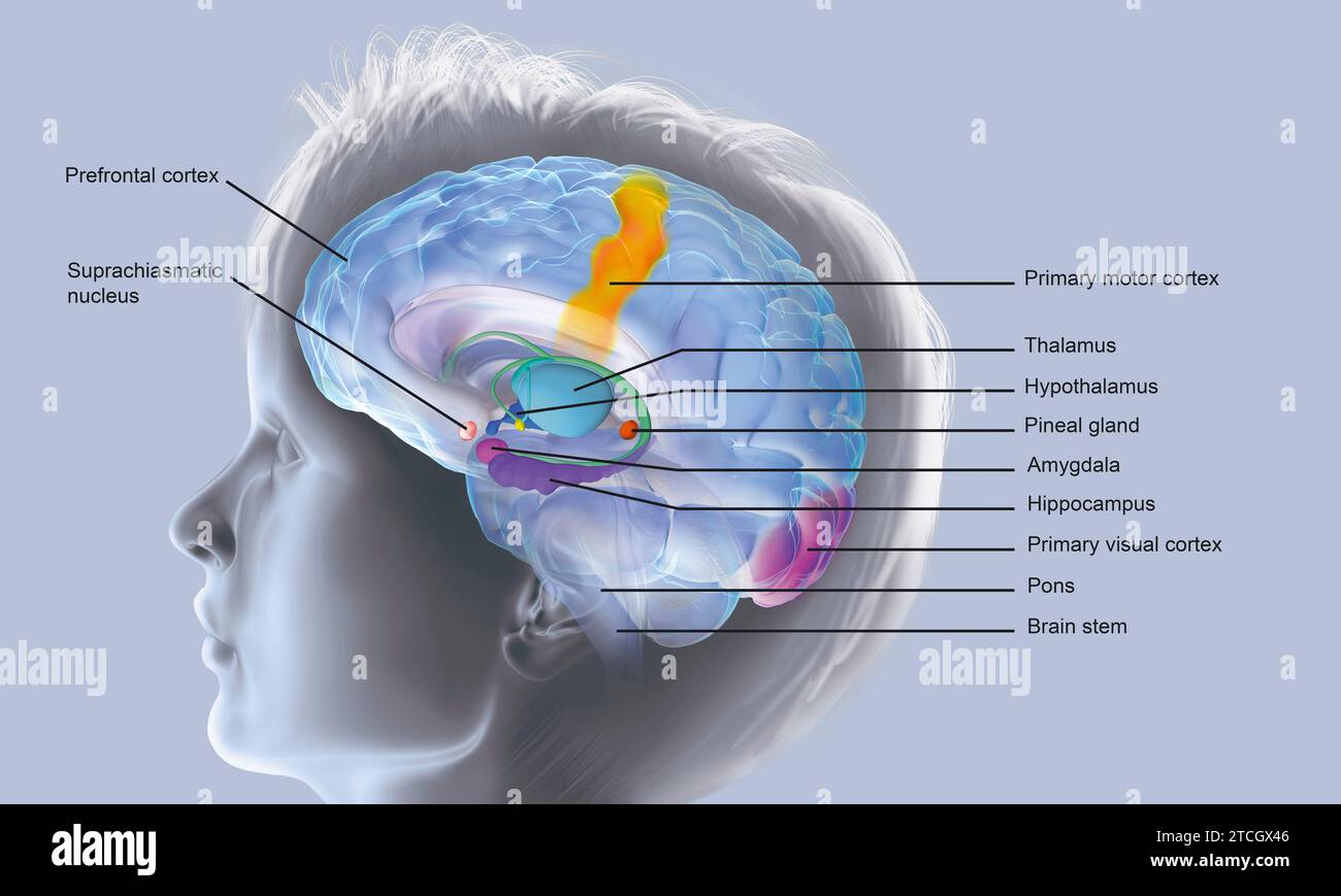 Brain activity during dreaming, illustration. Dreams occur during the ...