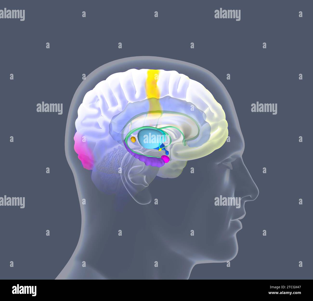 Brain activity during dreaming, illustration. The cortex is responsible ...