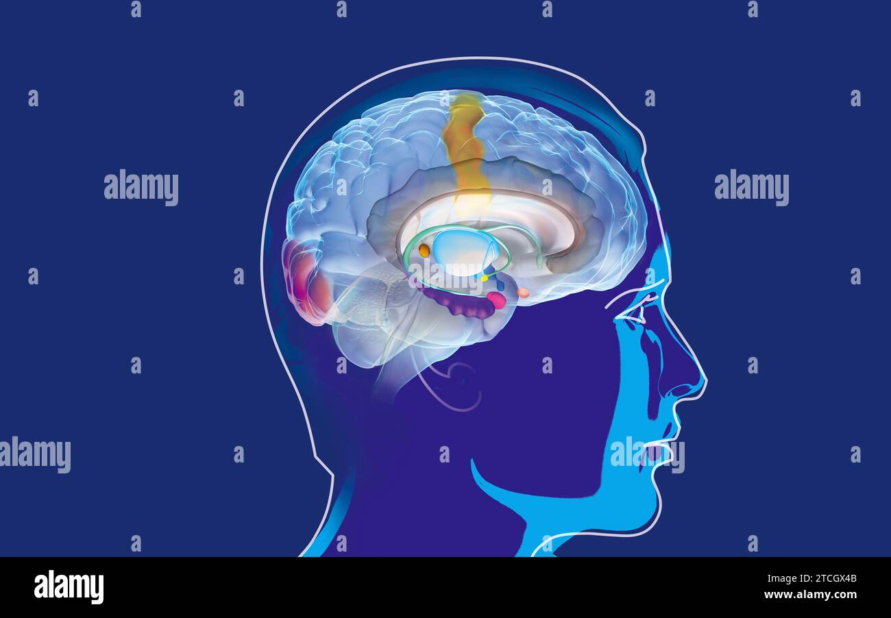 Brain activity during dreaming, illustration. The cortex is responsible ...