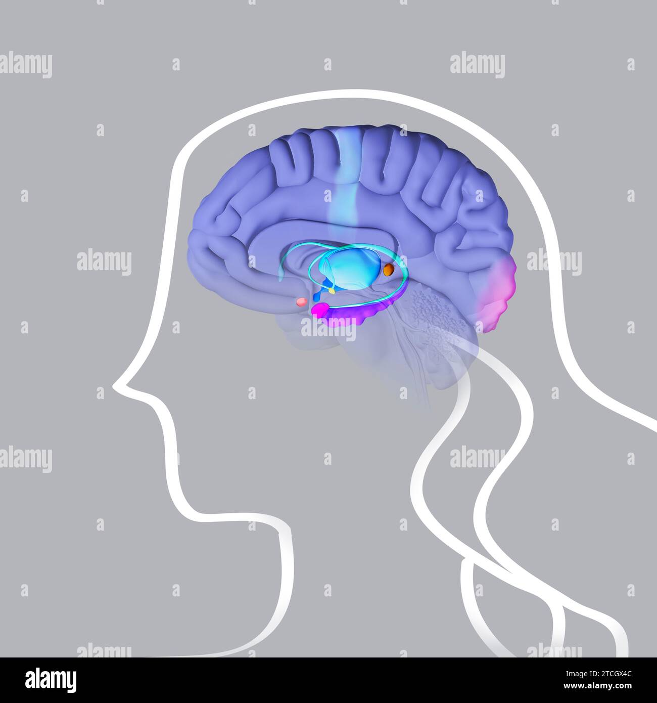 Brain activity during dreaming, illustration. The cortex is responsible ...