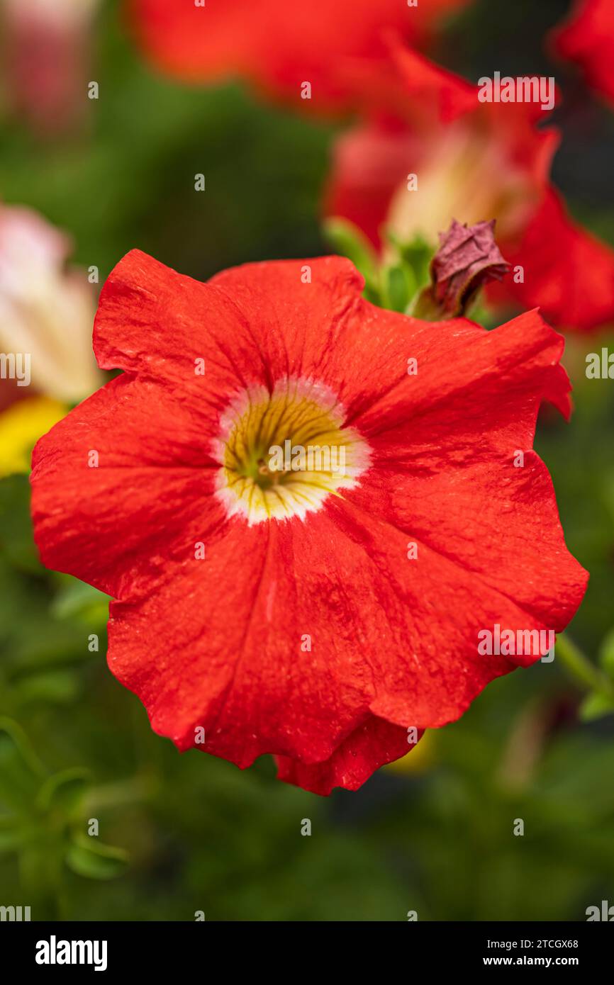 Petunia Designer 'Tango' flower Stock Photo - Alamy