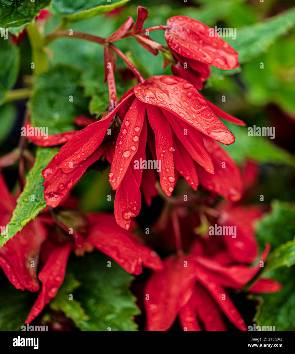 Begonia boliviensis 'Firecracker' flowers Stock Photo - Alamy