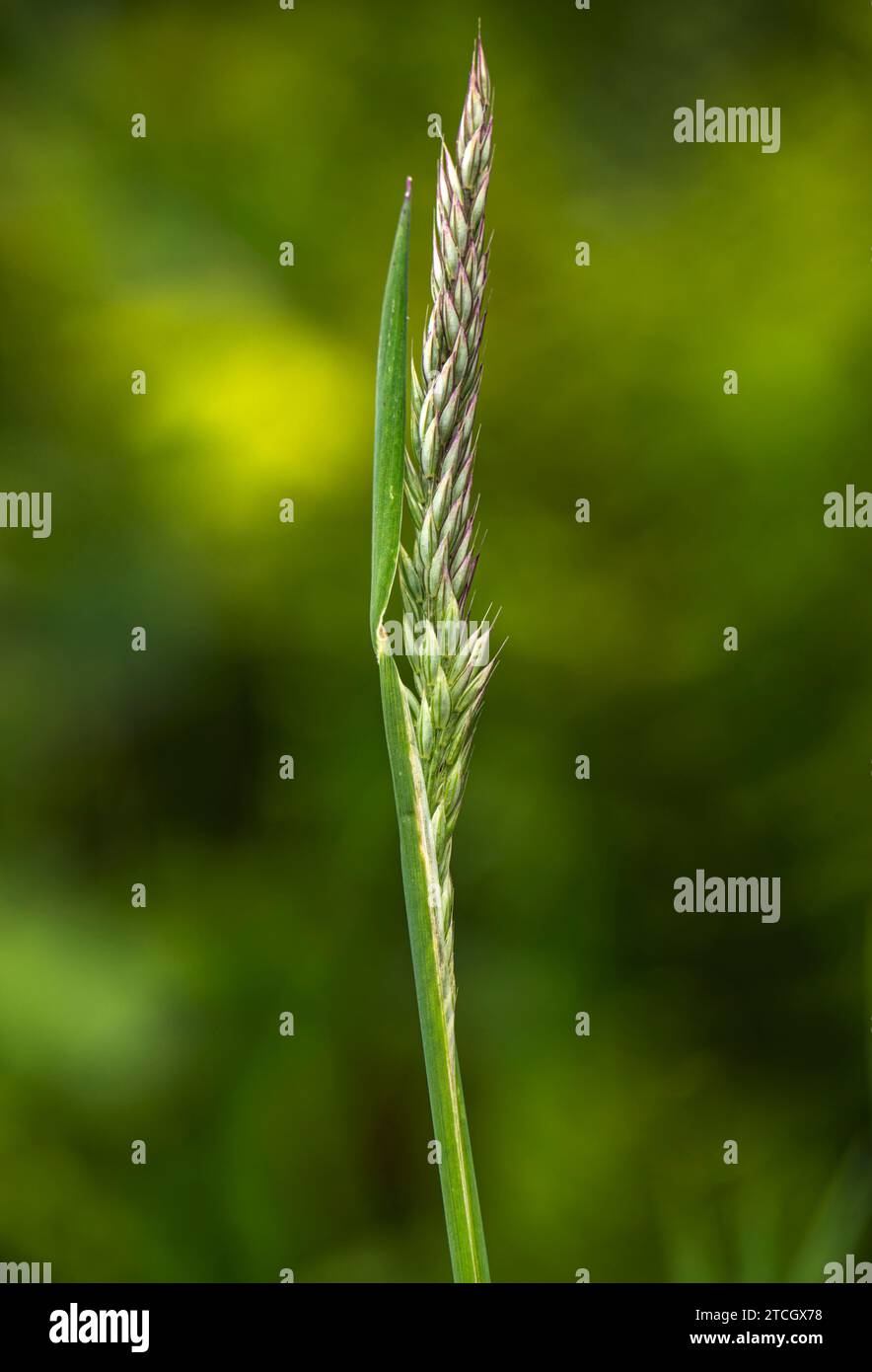 Common velvet grass (Holcus lanatus Stock Photo - Alamy