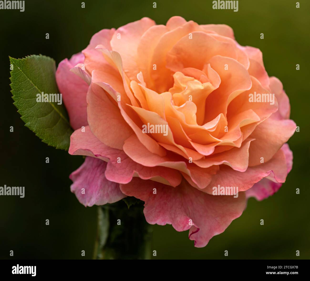 Rose (Rosa 'Rachel') flower Stock Photo - Alamy
