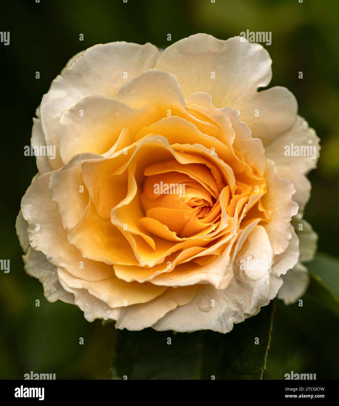 Remembrance rose (Rosa 'At Peace') flower Stock Photo - Alamy