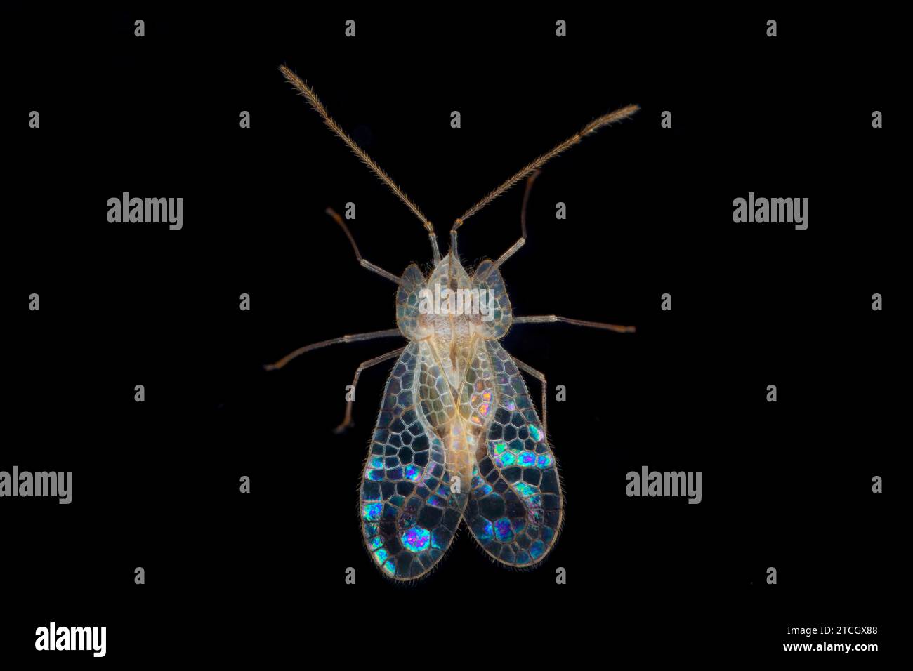 Lace bug (Family Tingidae.) captured with a UV (ultraviolet) filter ...