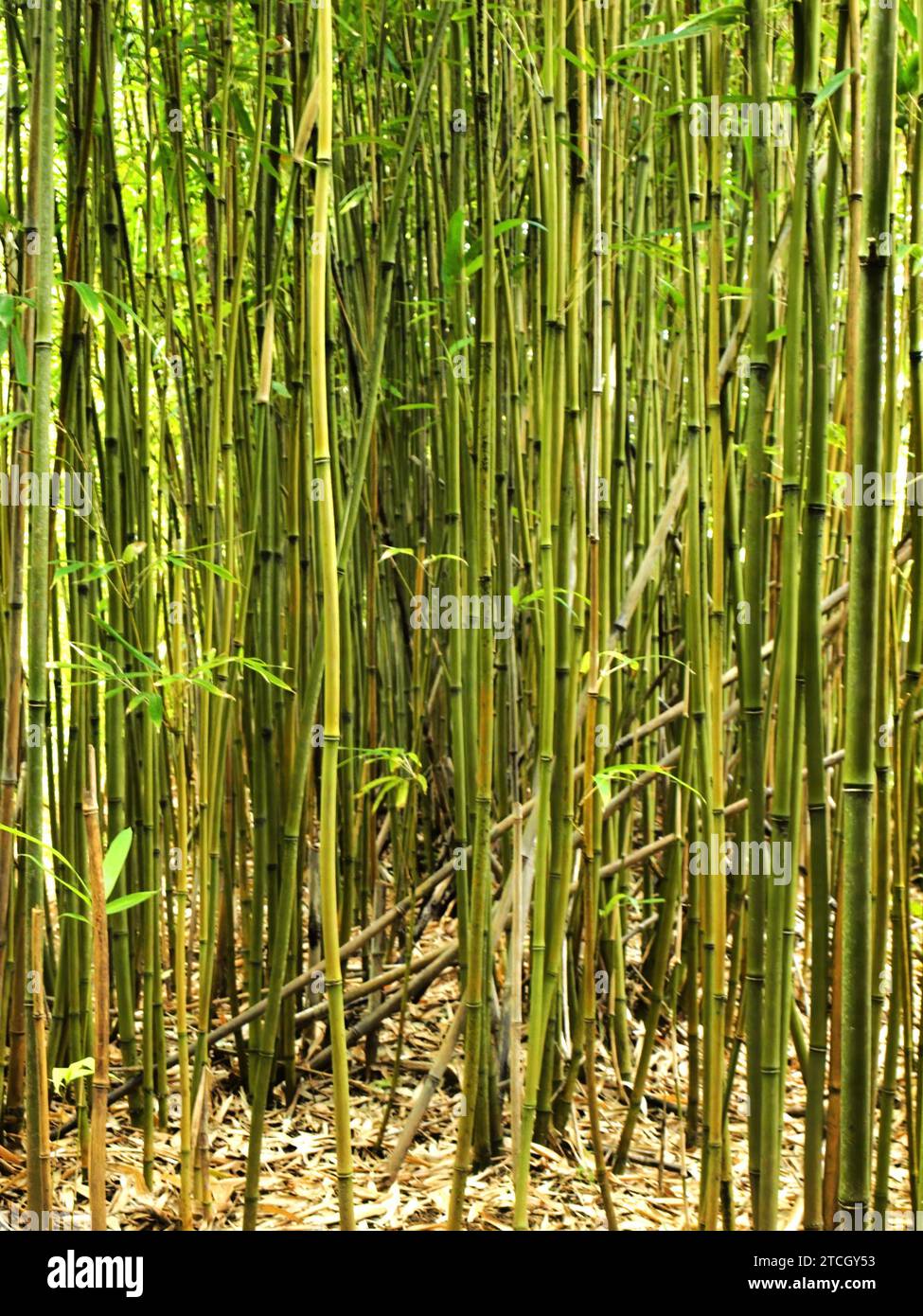 Maui hawaii bamboo forest hi-res stock photography and images - Alamy