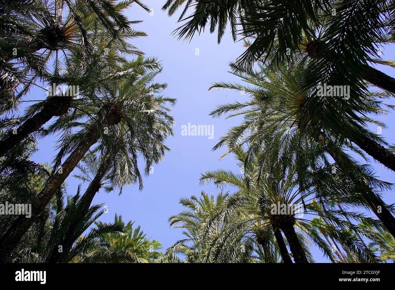 Palm trees thick trunks hi-res stock photography and images - Alamy