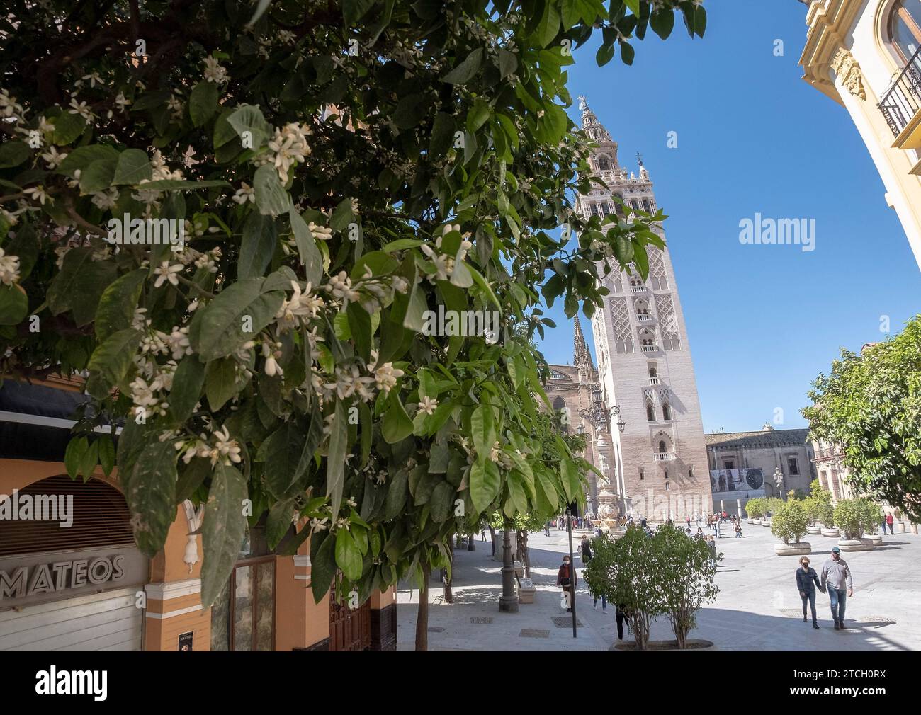 Seville, 03/20/2021. Arrival of spring in Seville with the orange ...