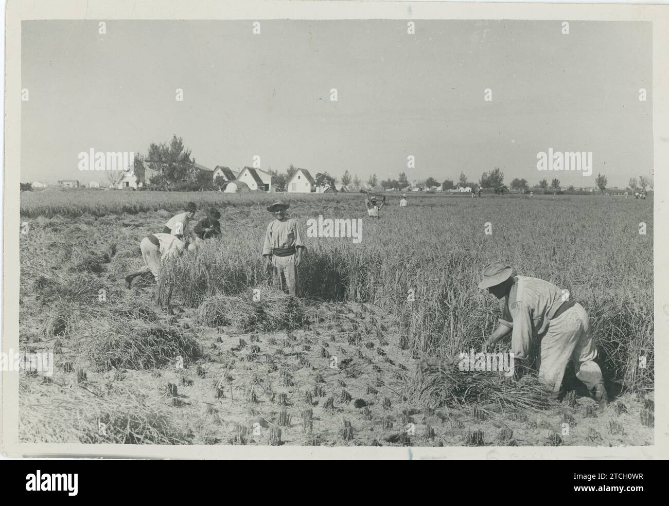 Valencia, September 1931. The cultivation of rice. The recollection. In ...
