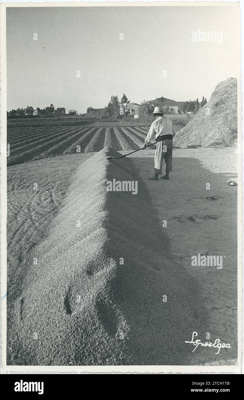 Rice threshing floor hi-res stock photography and images - Alamy