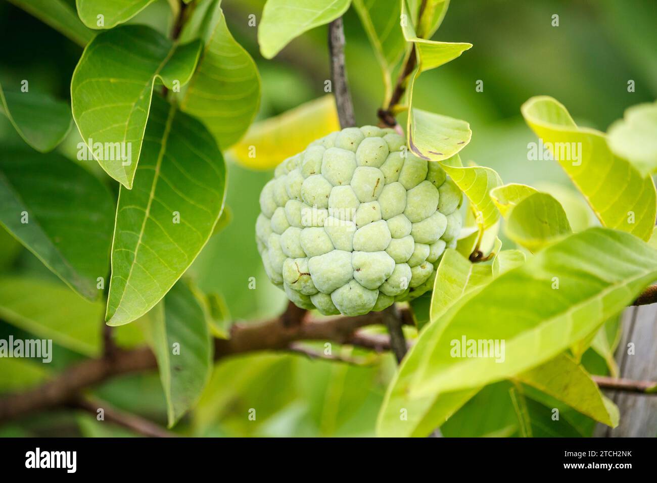 Custard apple fruit on green tree in the garden, tropical fruit Stock ...
