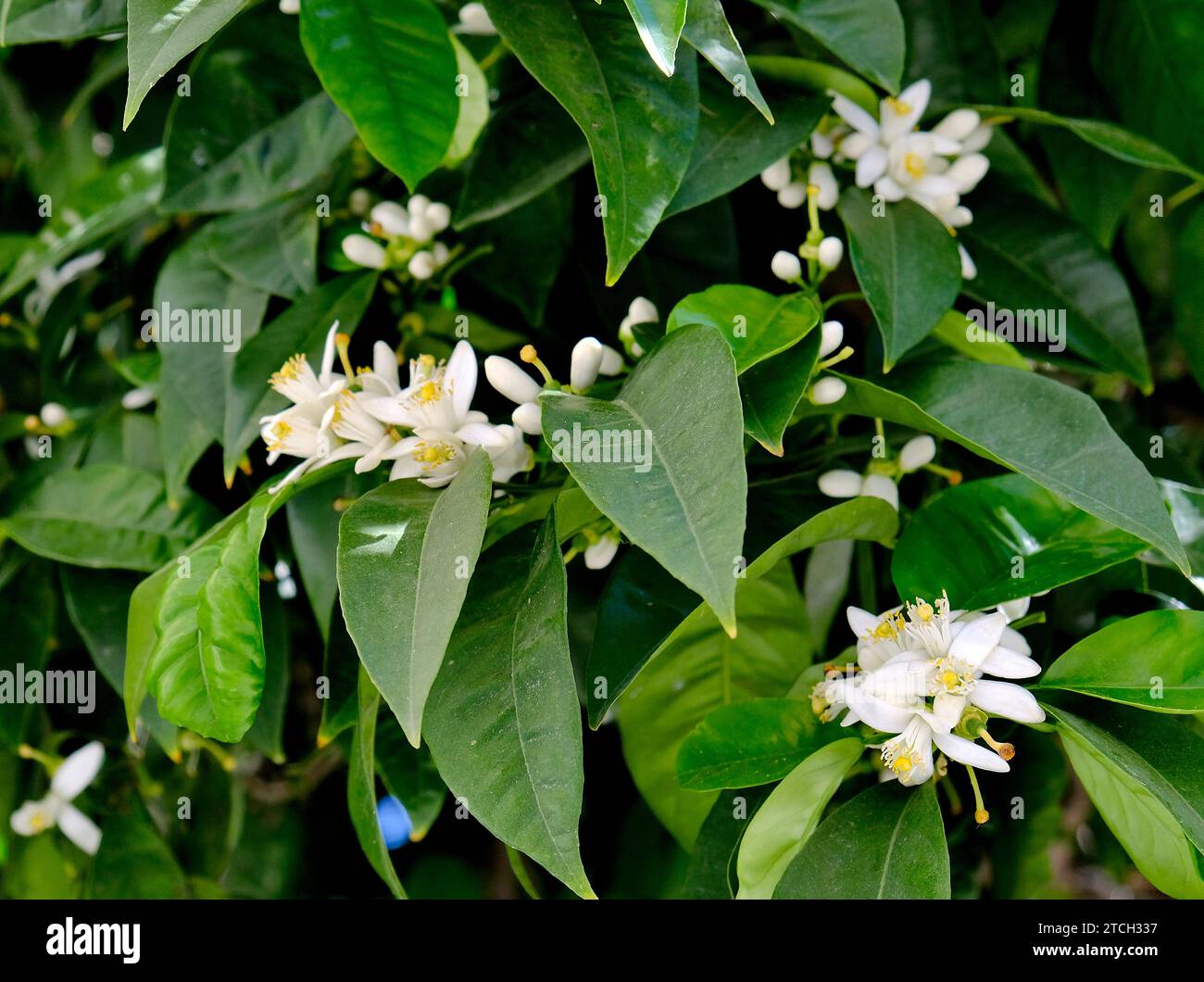 Seville, 03/20/2021. Arrival of spring in Seville with the orange ...