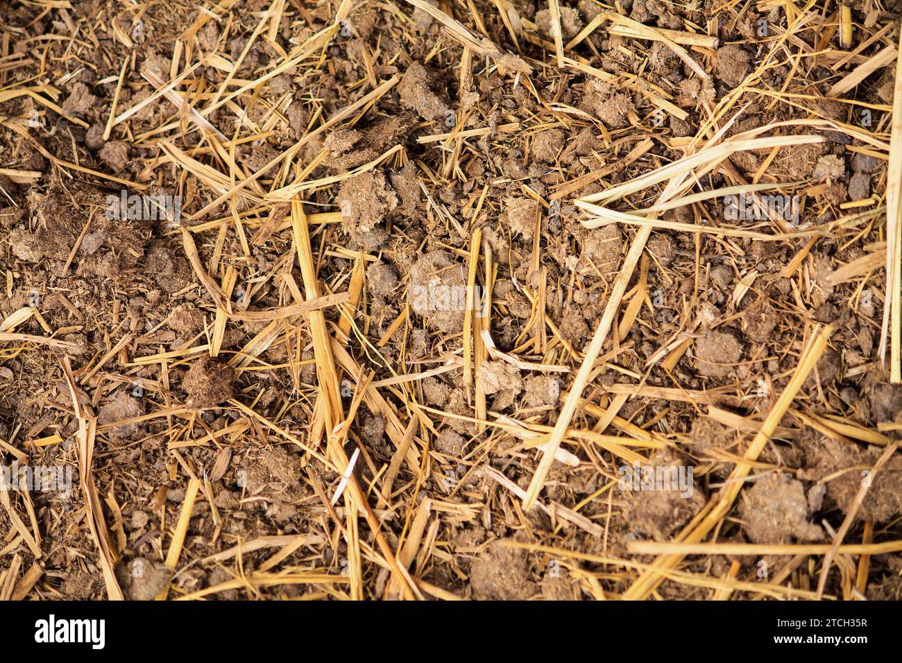 dry cow manure texture background Stock Photo - Alamy