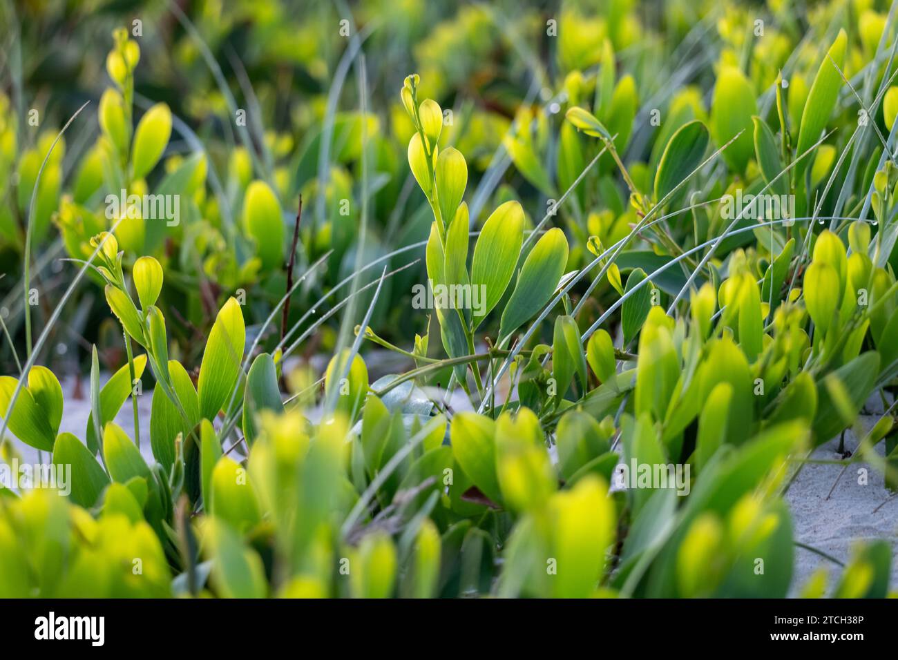Isolated Photograph of Australian Plants by the Beach Stock Photo - Alamy