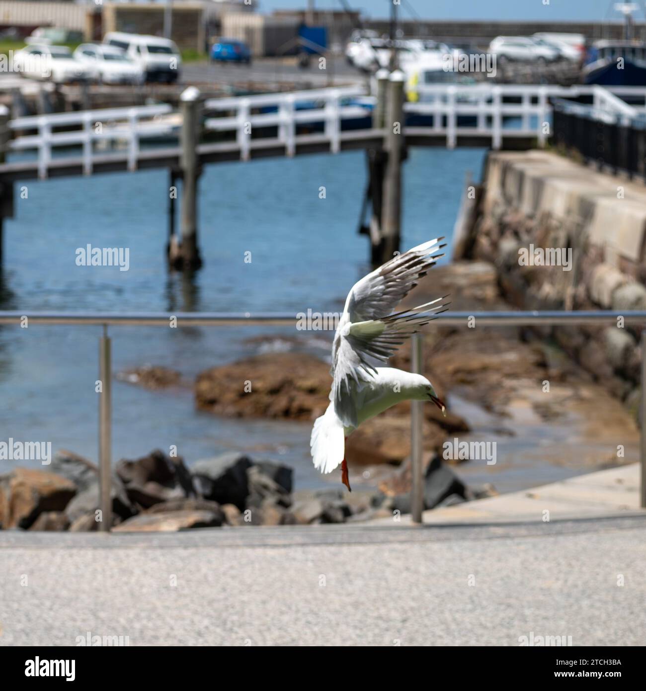 Snack catching hi-res stock photography and images - Alamy