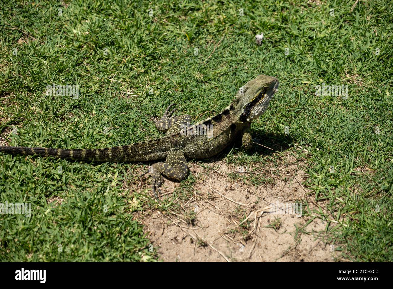 Angry head lizard hi-res stock photography and images - Alamy