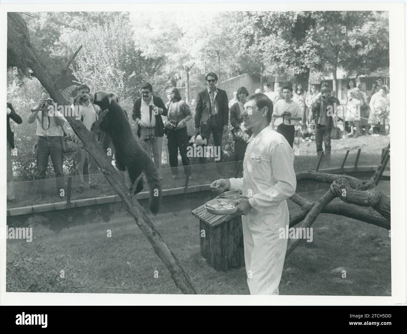 10/18/1955. Madrid, 10/18/1985. Red Panda baby born in the Madrid zoo ...