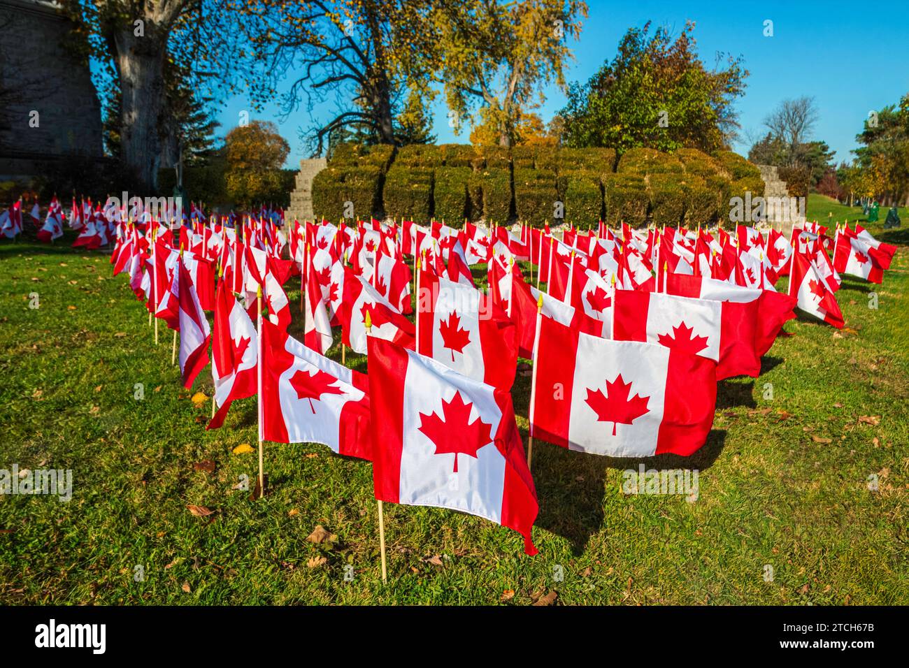 many Canadian flags waving on the ground, celebrating Remembrance Day ...