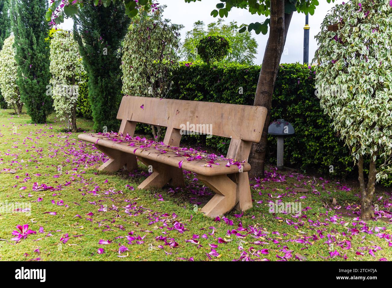 isolated bench cover with flowers at lush green park at morning from ...