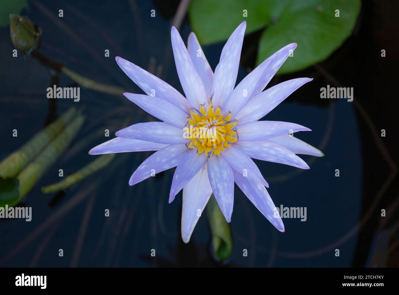 Water-lilies are among the most primitive dicotyledons. Features such ...