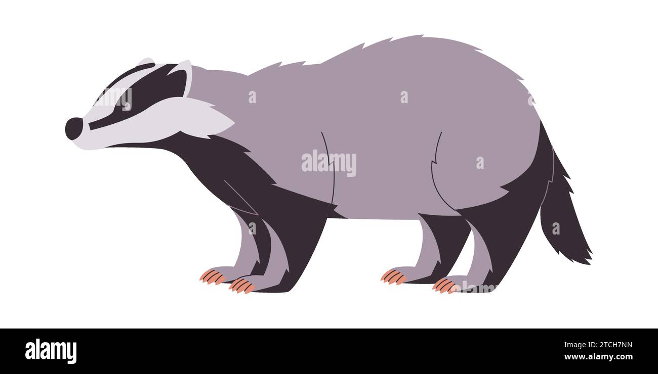 white black and gray color badger wild nature omnivore animal cute ...