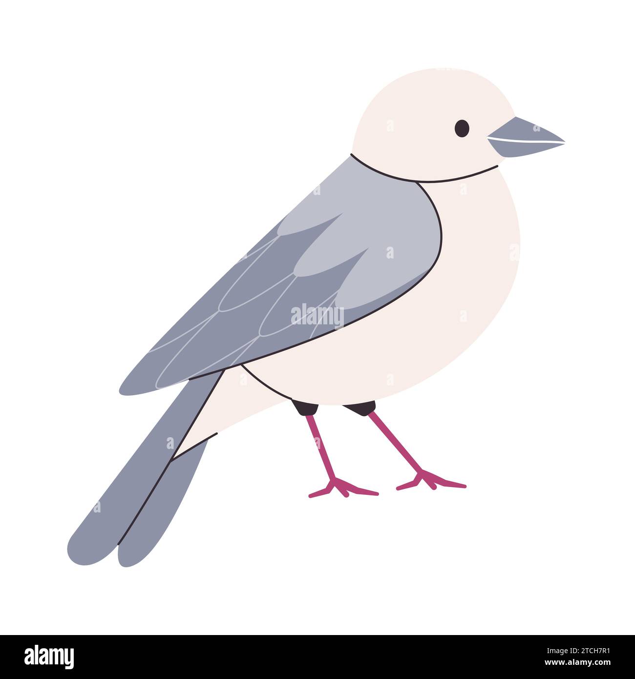 white and gray color small bird mourning dove species pretty cute nature animal beautiful ...