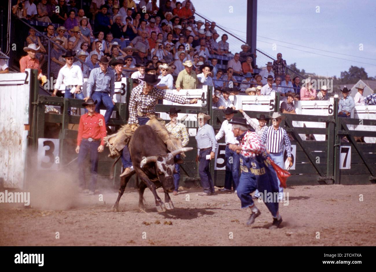 EUGENE, OR - SEPTEMBER, 1958: Jim Shoulders (1928-2007) rides a bull in ...