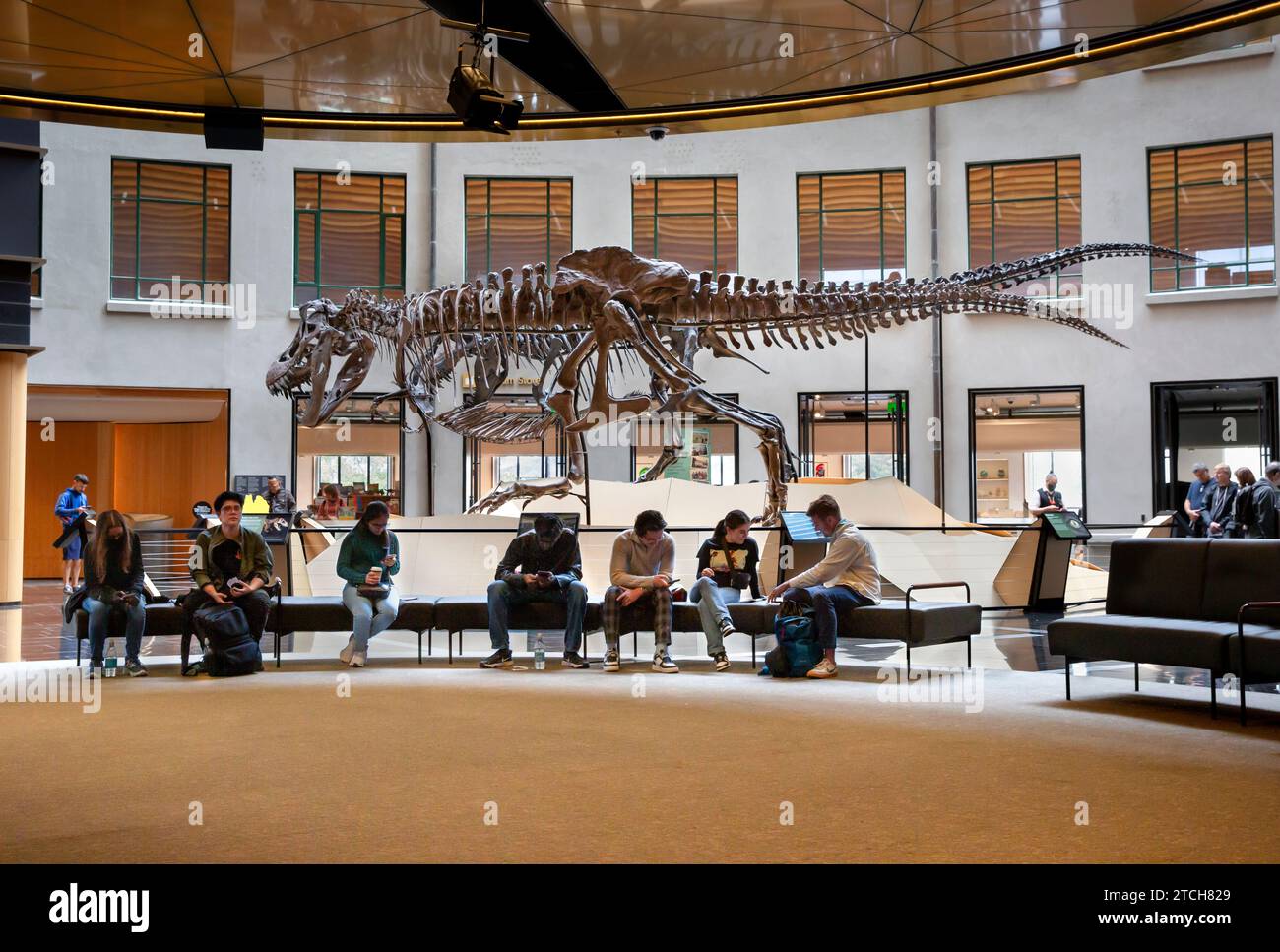 T rex tyrannosaurus rex hi-res stock photography and images - Alamy