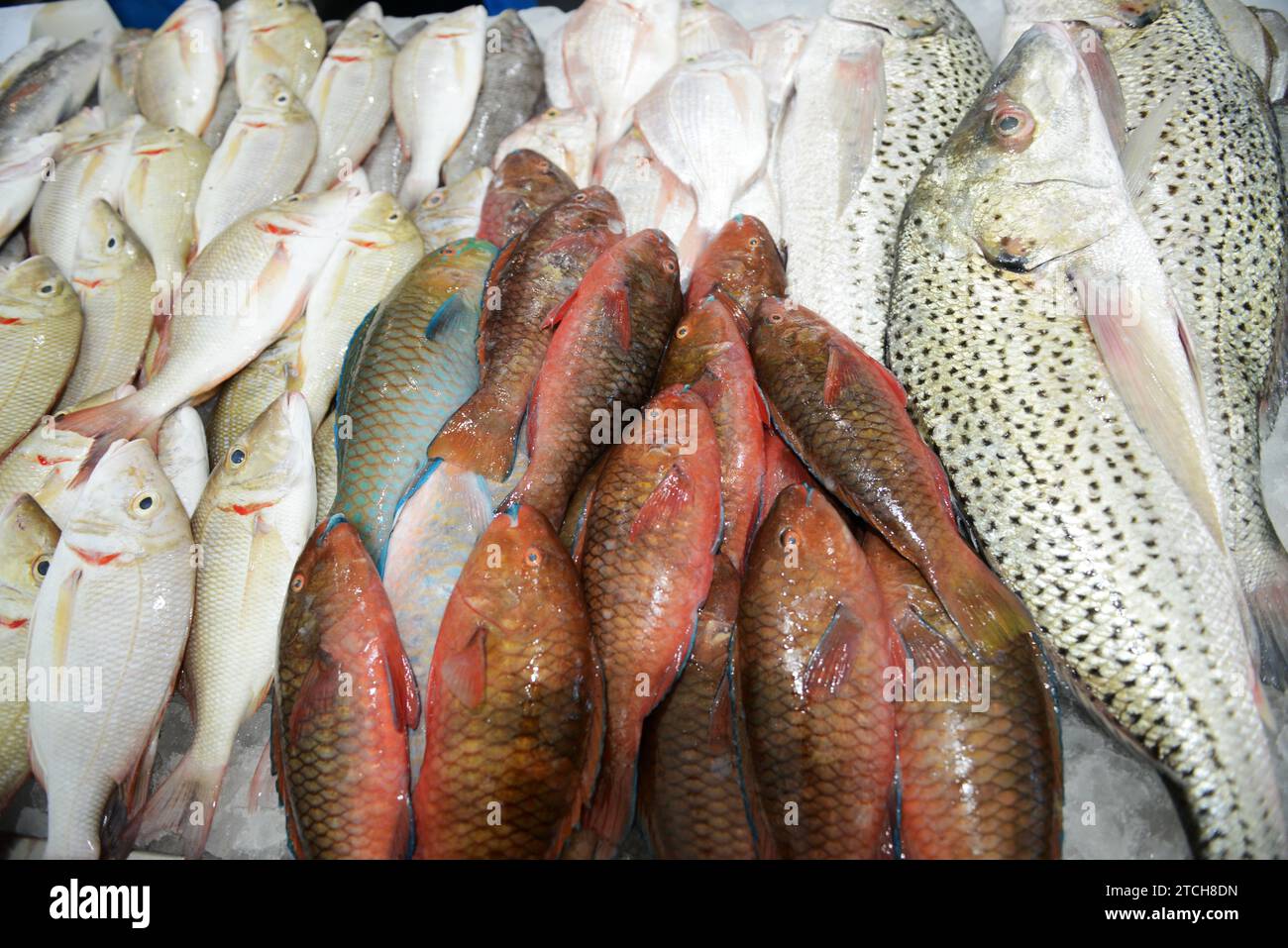 Fresh fish displayed by a vendor at the Souq Al Jubail is a large fresh ...