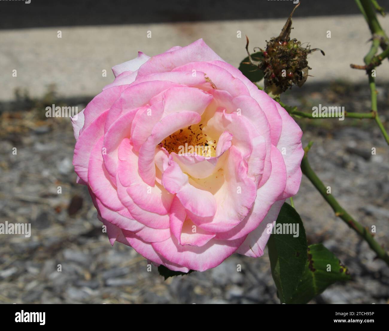 Pale pink rose flower on a plant bush in a garden Stock Photo - Alamy