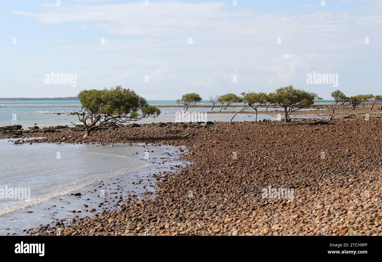 Mangrove trees beach sea hi-res stock photography and images - Alamy