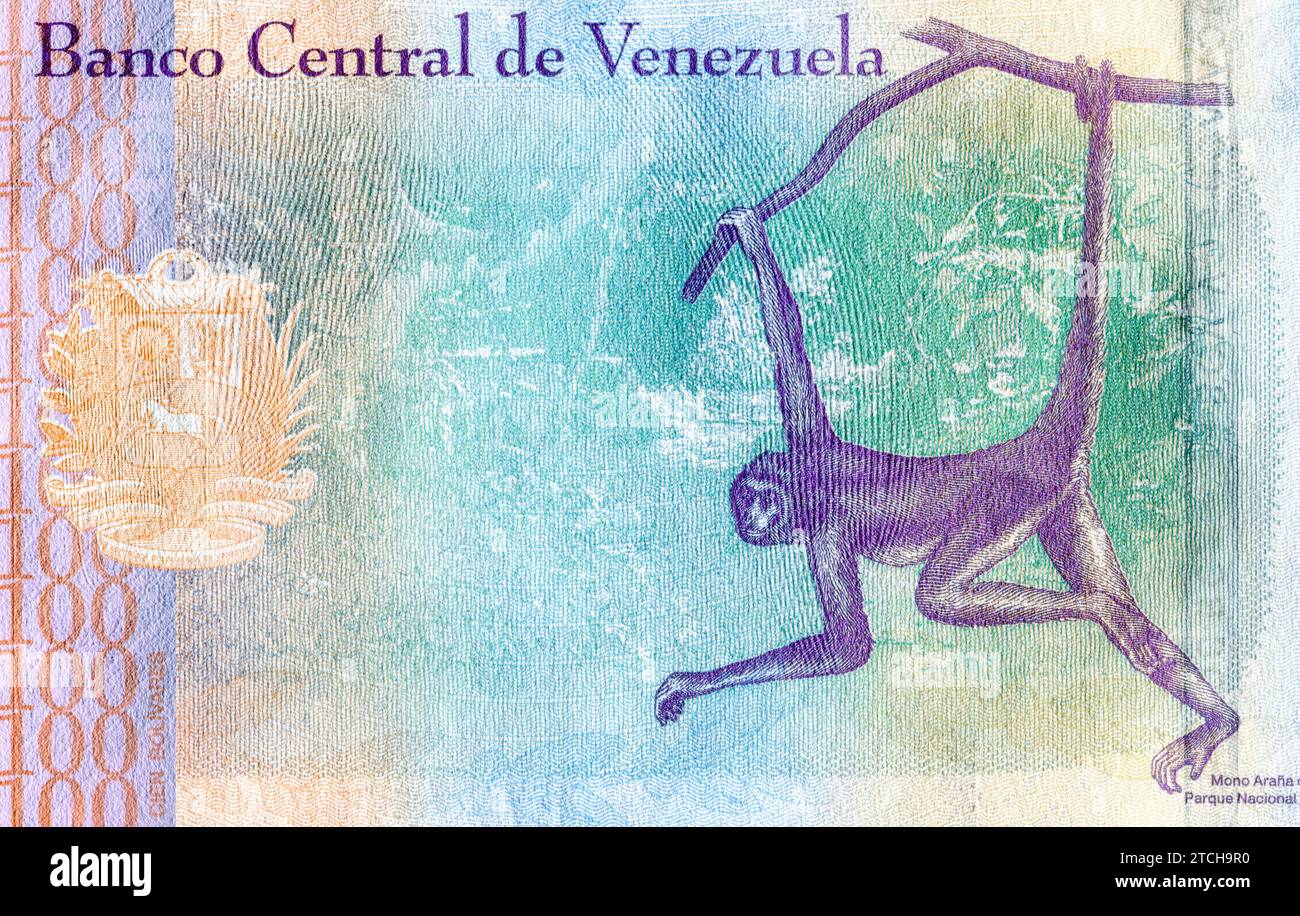 Brown spider monkey (Ateles hybridus) with the Guatopo National Park in ...