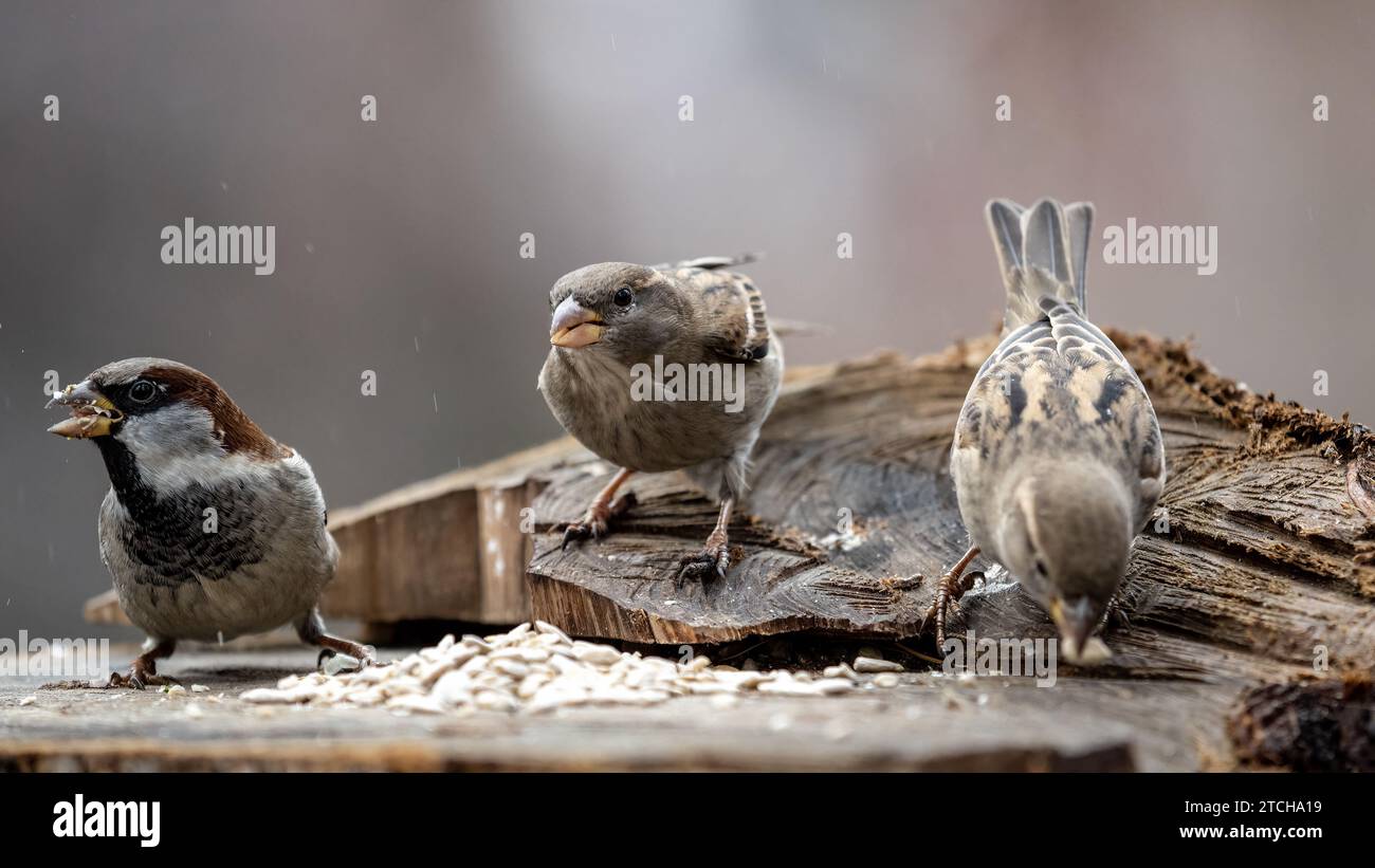 Three sparrows are eating sunflower seeds. House sparrows, Passer ...