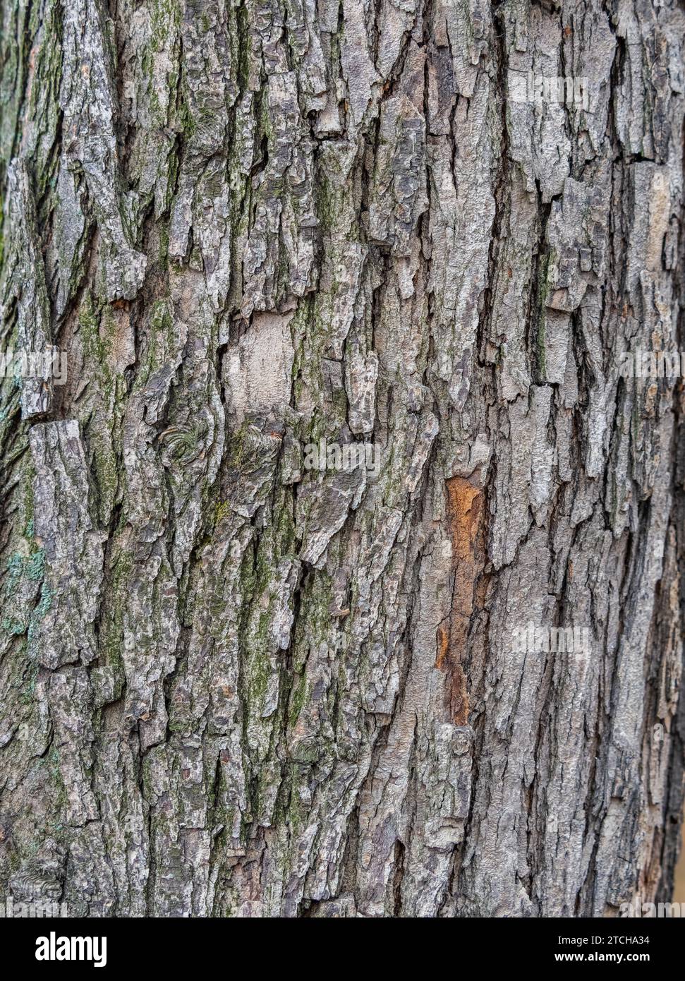 Bark texture and background of a old fir tree trunk. Detailed bark ...