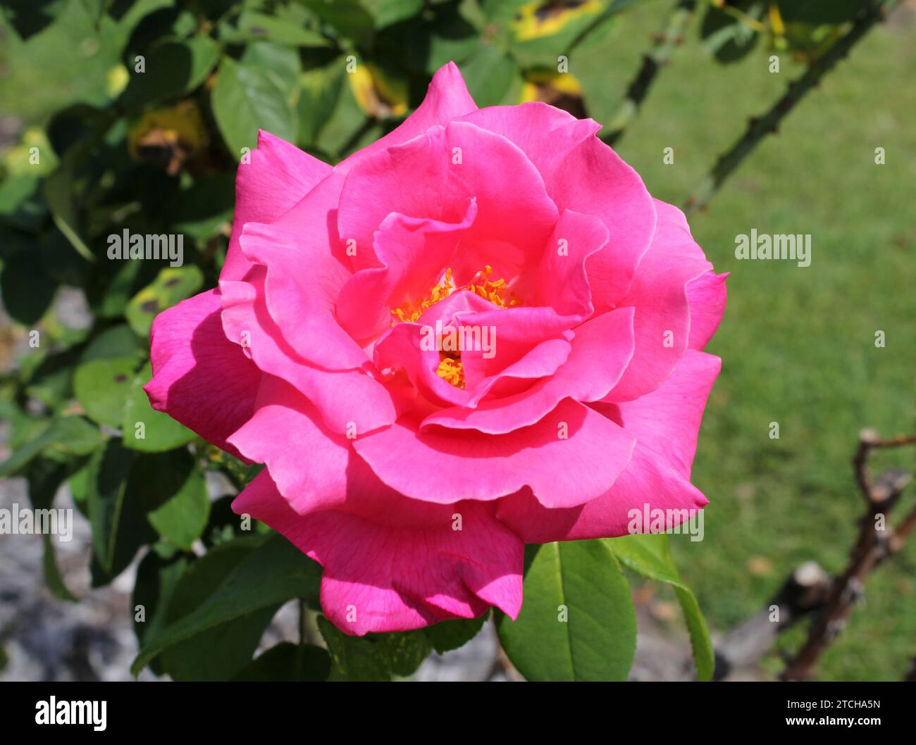 Pink rose flower on a plant in a garden Stock Photo - Alamy